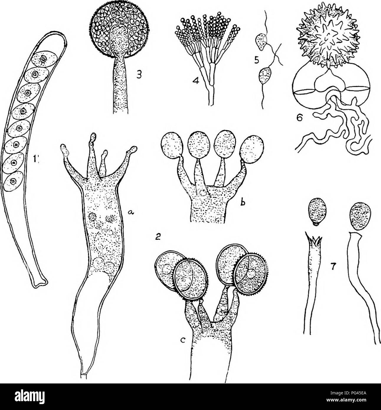 Sac fungi Black and White Stock Photos & Images - Alamy