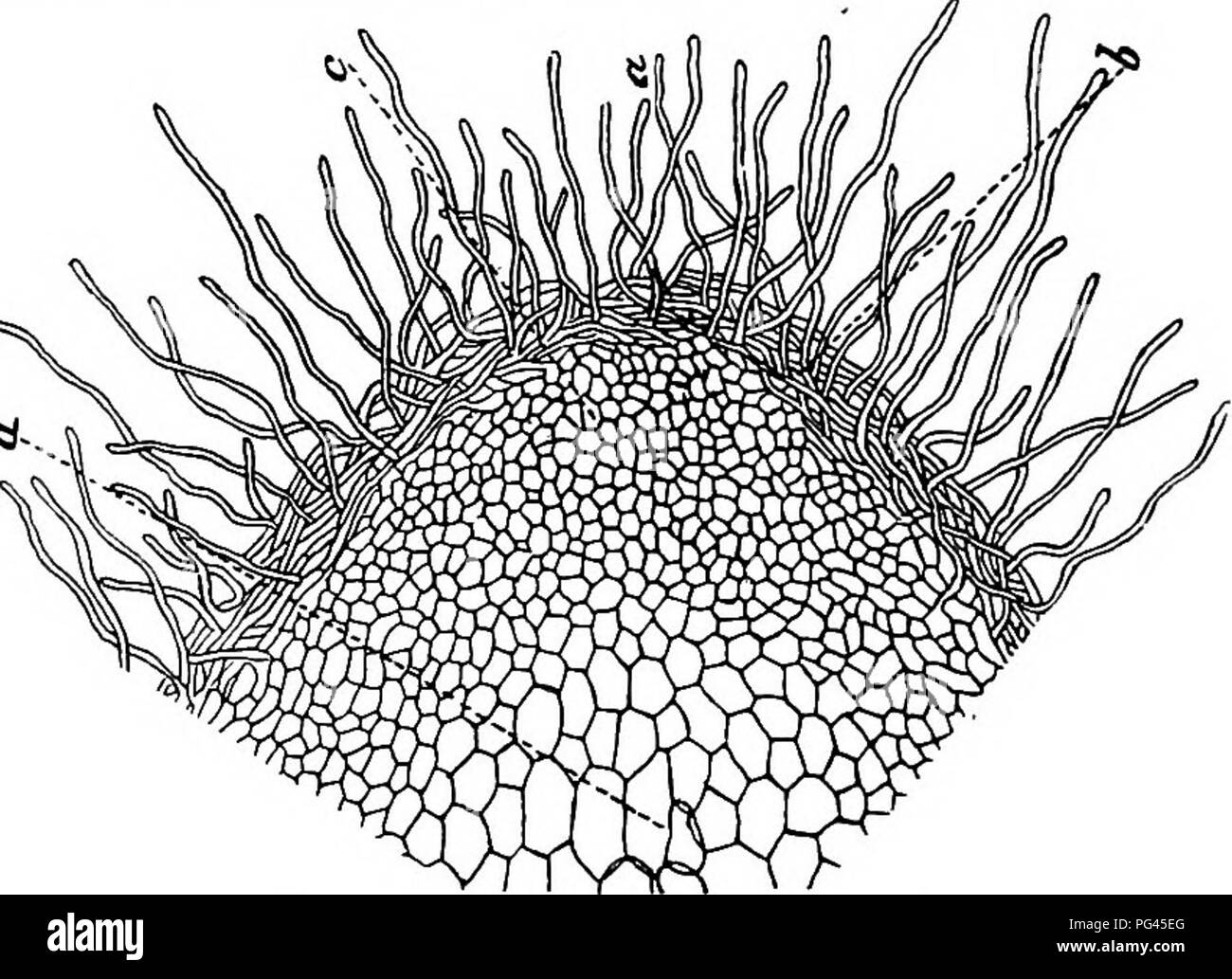 Mycelium network hi-res stock photography and images - Alamy