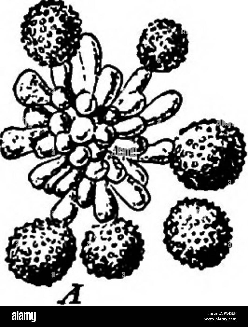 This work explores various fungi that cause plant diseases, including ...
