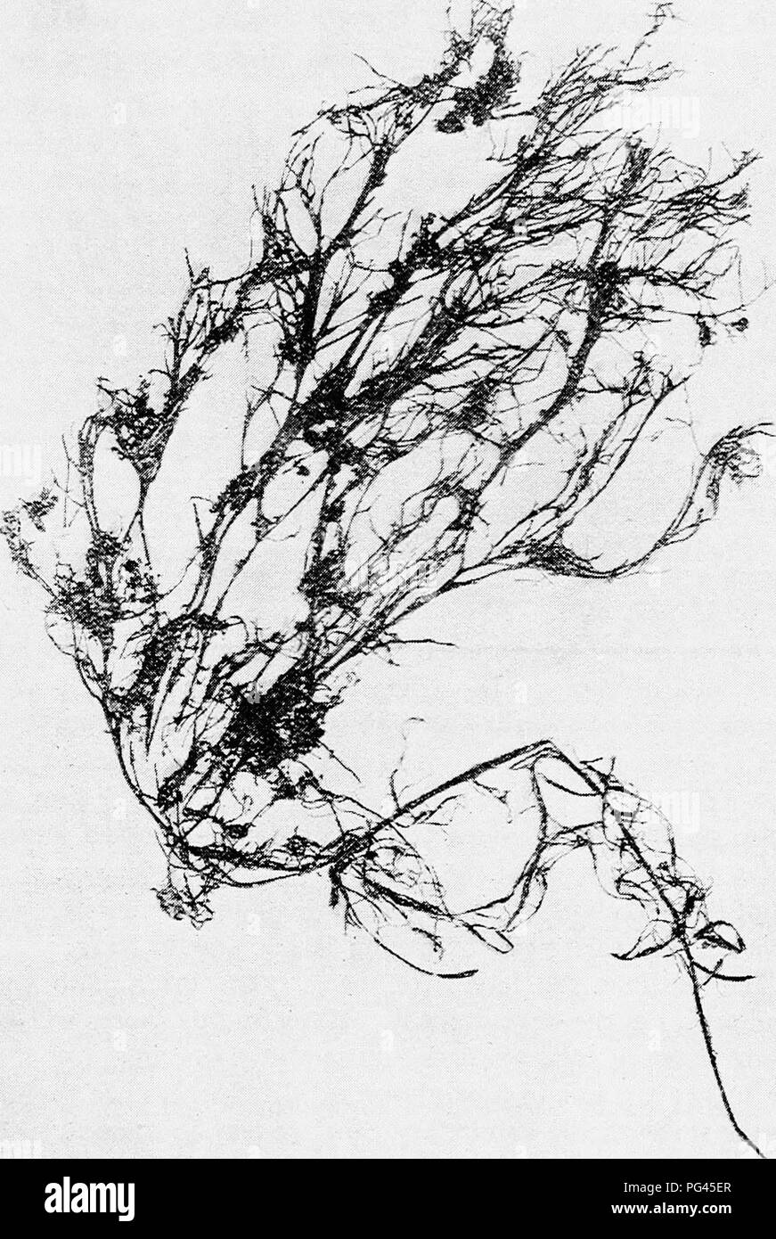 Mycelial Threads High Resolution Stock Photography and Images - Alamy