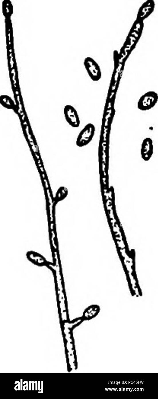 This work explores various fungi that cause plant diseases, including ...