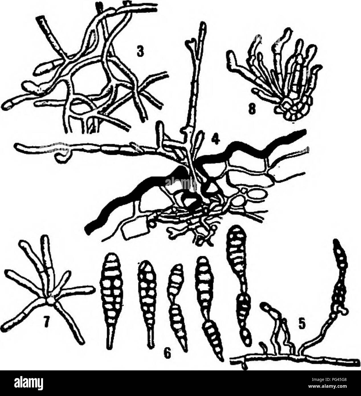 This work focuses on various fungi that cause plant diseases, including ...