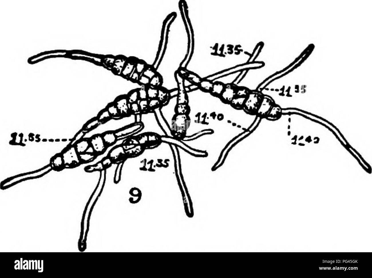 Invasive fungi Black and White Stock Photos & Images - Alamy