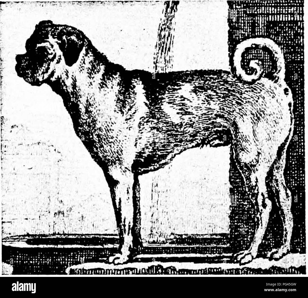 An illustration of the 'Champion Little Countess' dog breed, as ...