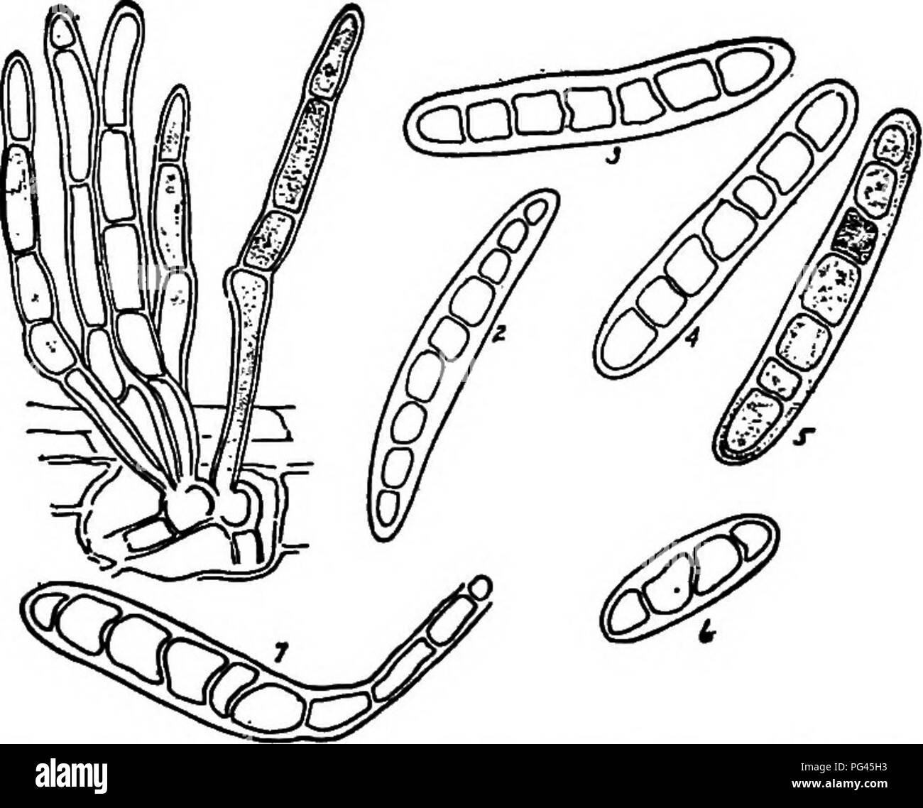 This work explores the various fungi responsible for plant diseases ...