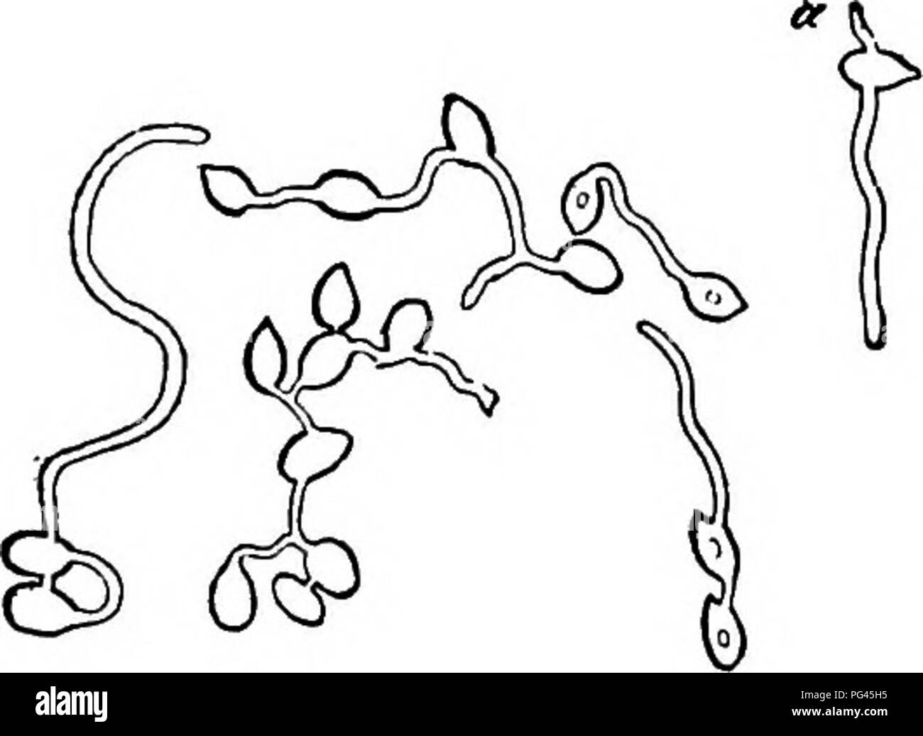 . Comparative morphology and biology of the fungi, mycetozoa and ...