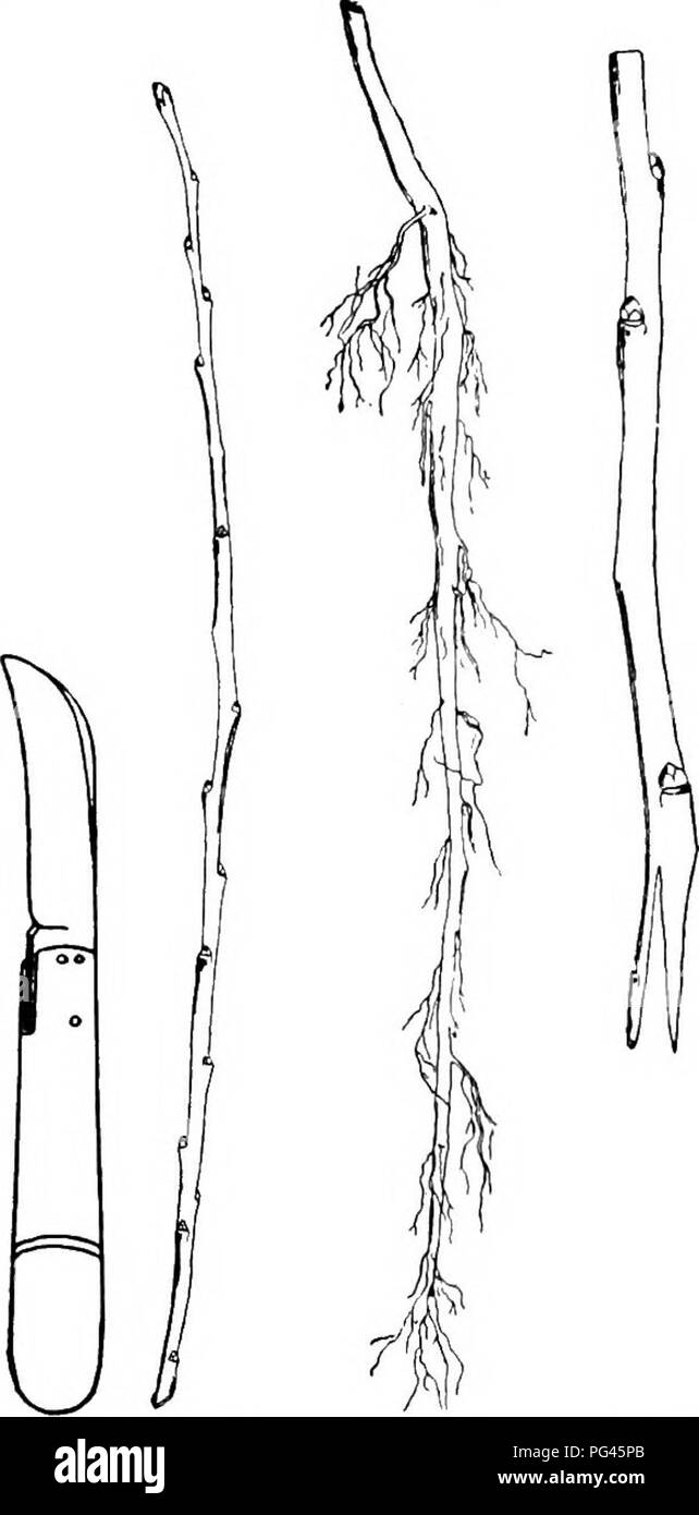 This textbook offers an introduction to plant culture, aimed at ...