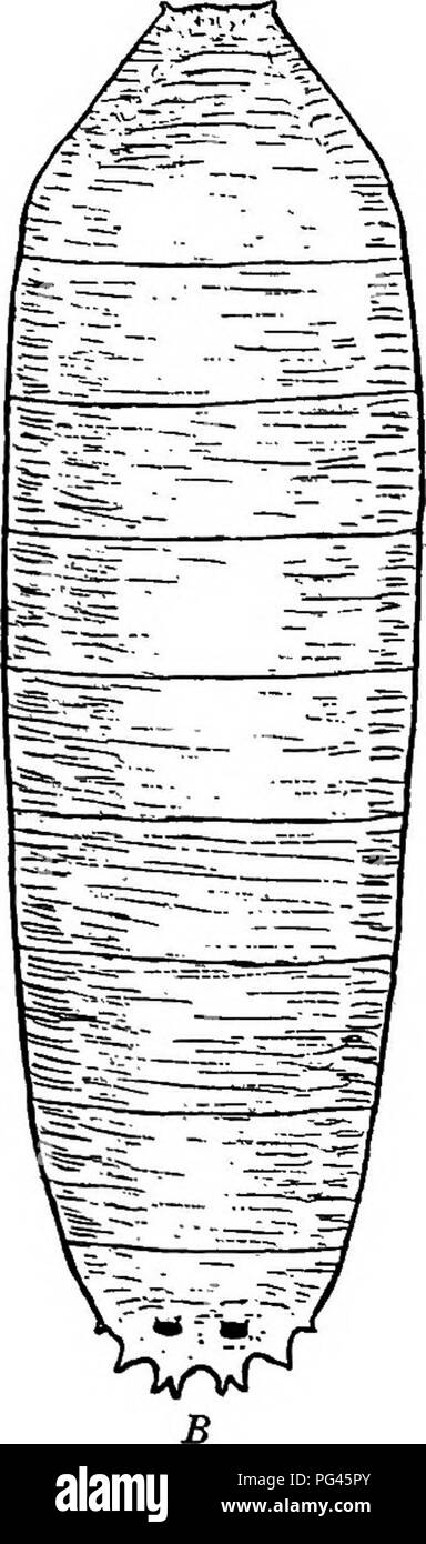 Cabbage root fly Black and White Stock Photos & Images - Alamy