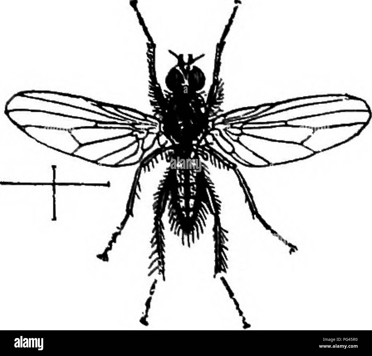 This work by Frederick Robert Petherbridge details the common fungoid ...