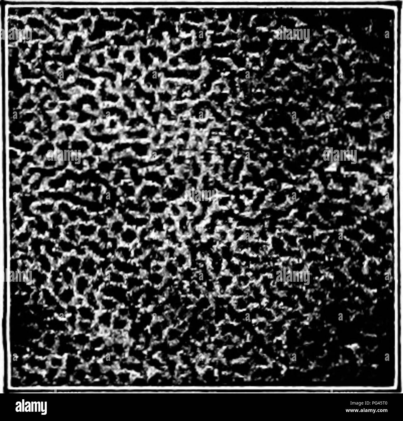 Dimidiate High Resolution Stock Photography and Images - Alamy