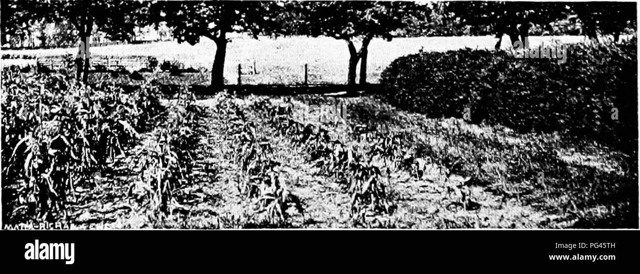 Water storing tissue hi-res stock photography and images - Alamy