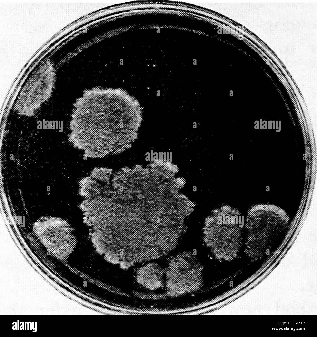 This publication discusses the impact of fungal and insect pests on ...