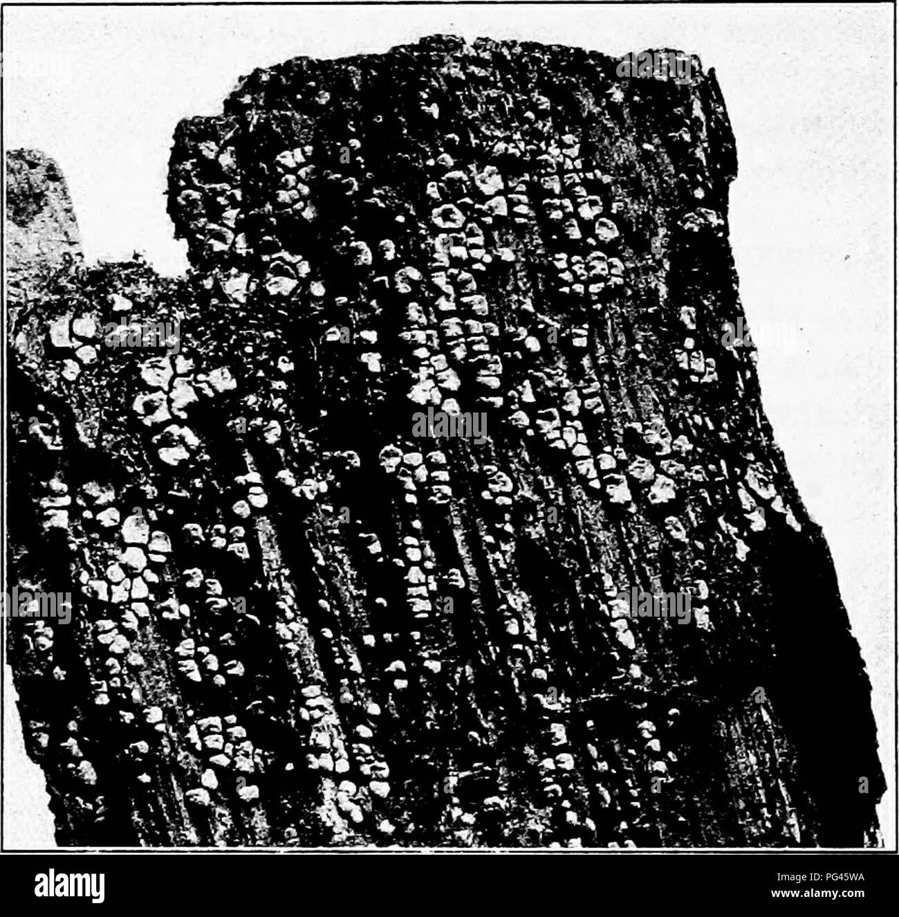 This work identifies fungi, particularly *Stereum purpureum*, as the ...