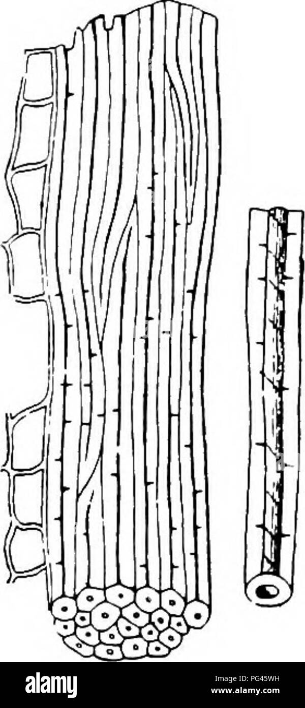 Globular Root High Resolution Stock Photography and Images - Alamy