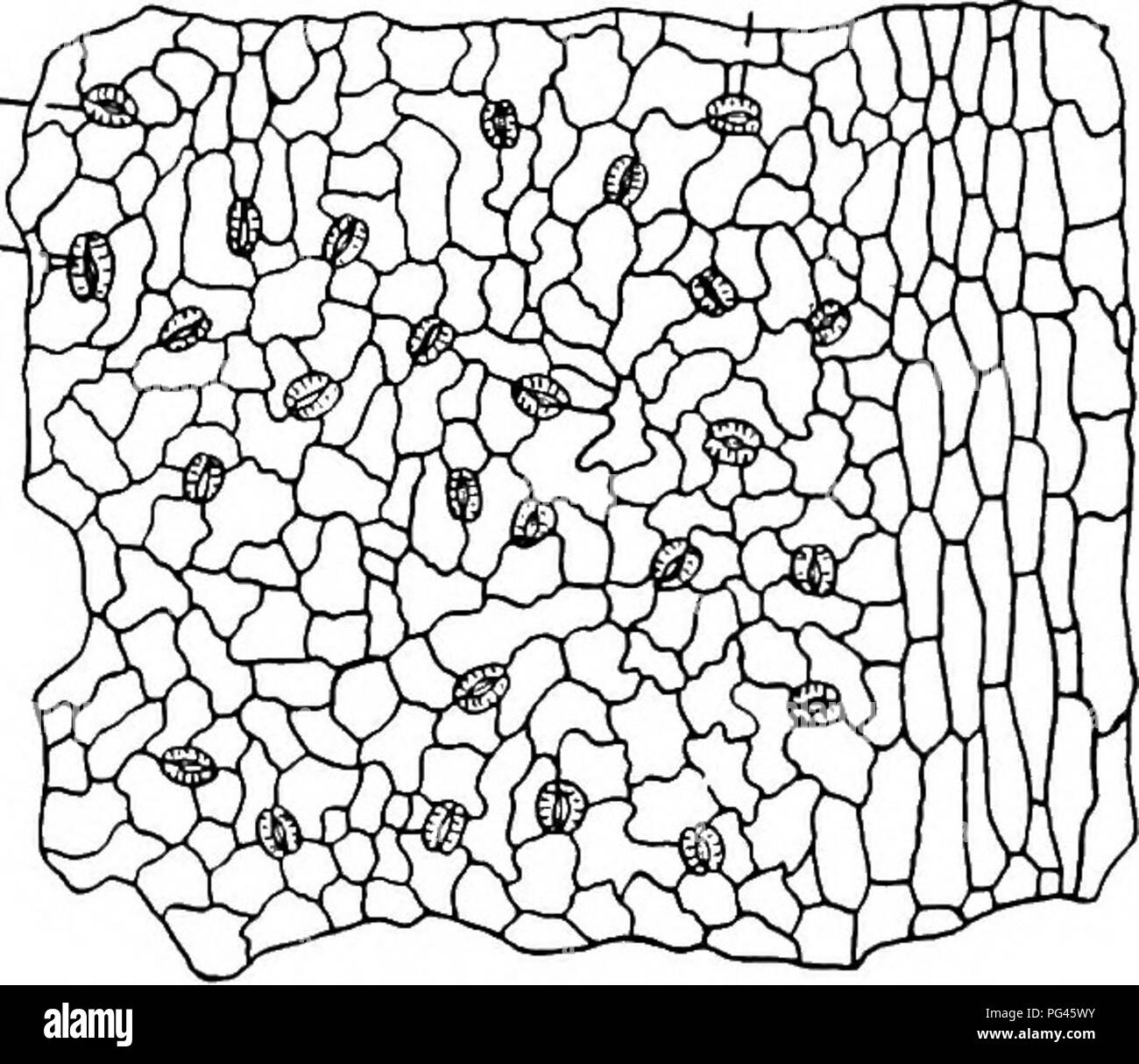 Open stomata Black and White Stock Photos & Images - Alamy