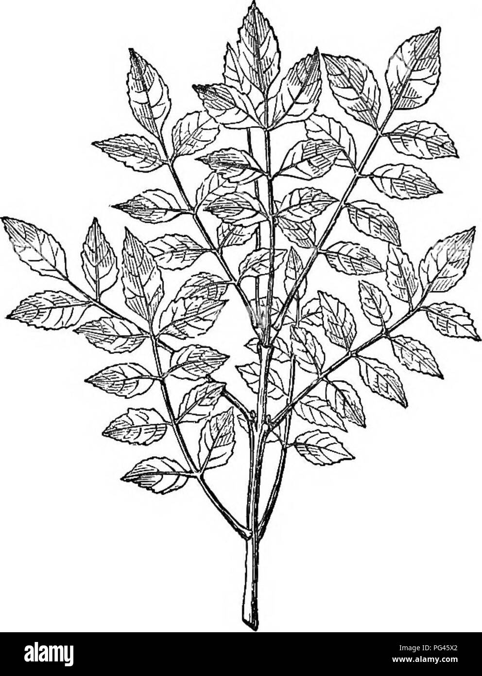 A comprehensive guide to the hardy trees and shrubs of Britain ...