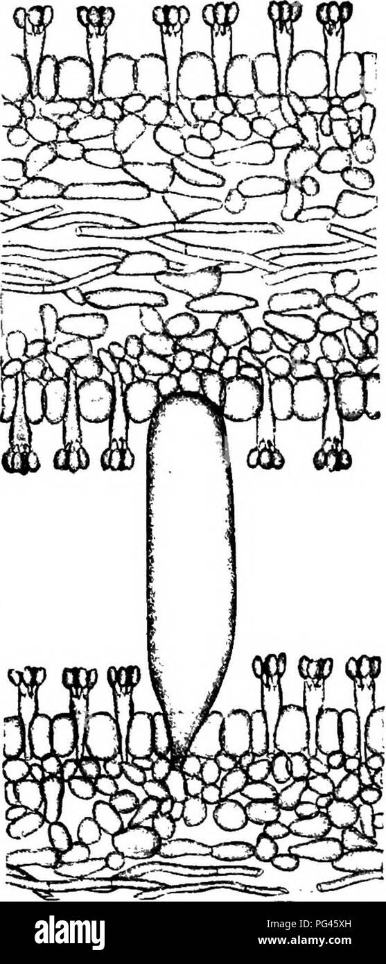 This image depicts various fungal organisms responsible for plant ...
