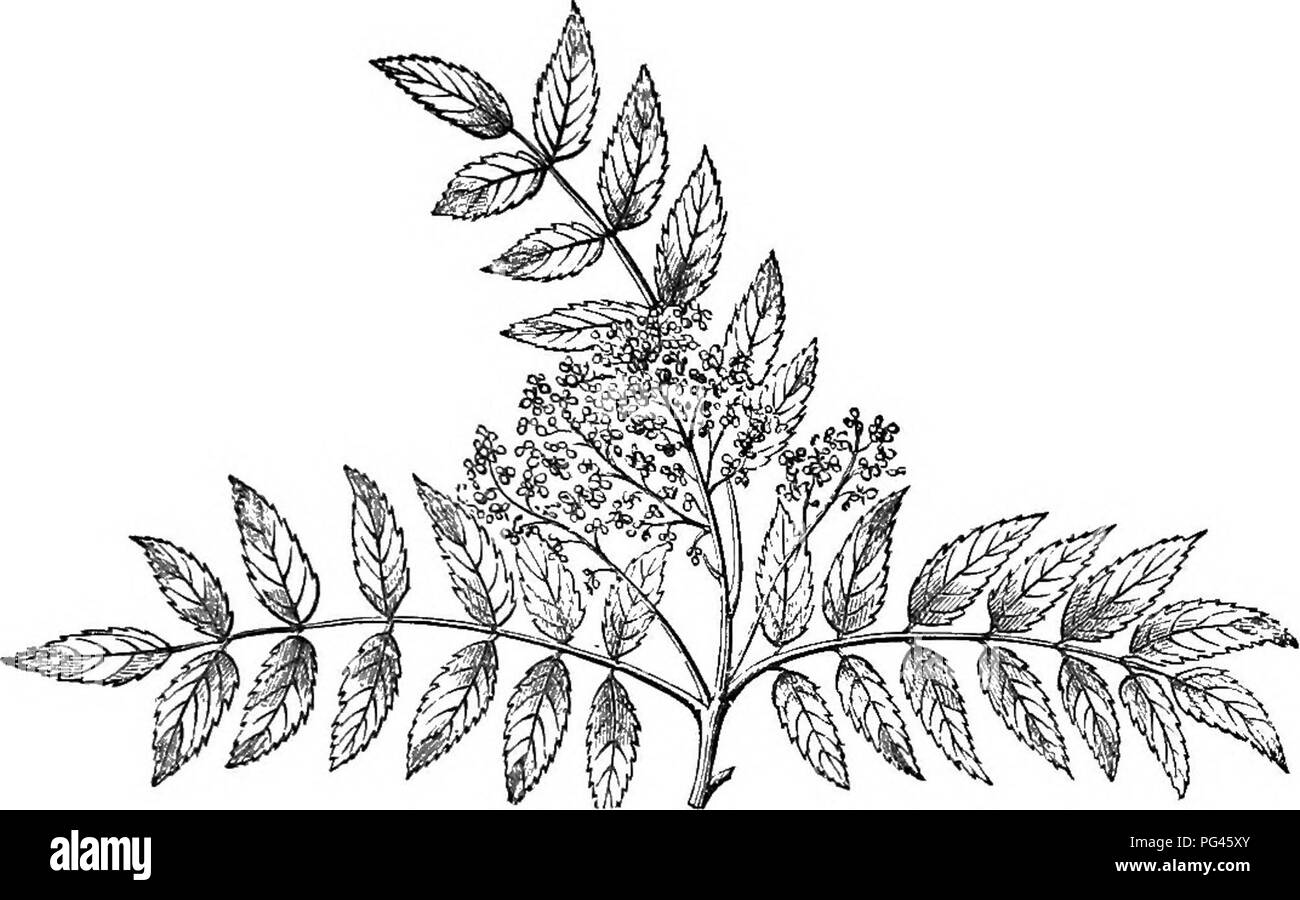 This supplementary section includes additional figures of Pyrus species ...