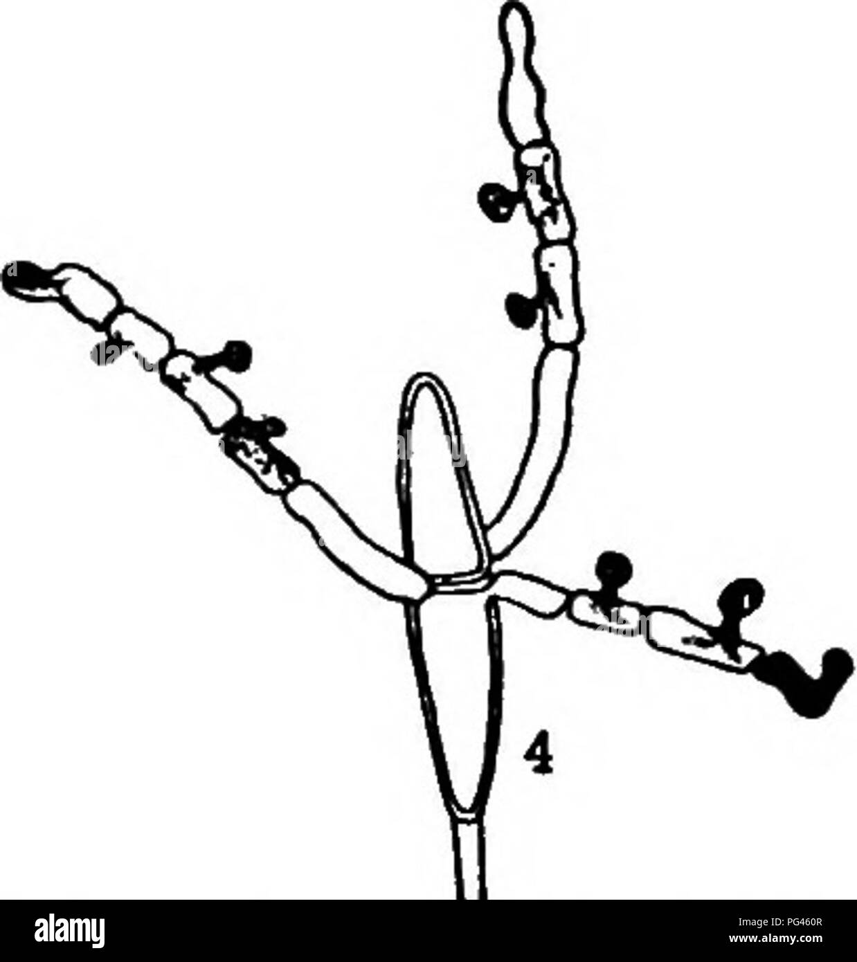 This work examines fungi that cause plant diseases, with a detailed ...