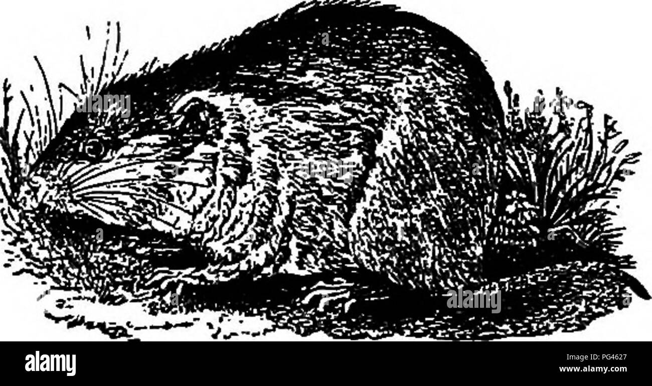 Short tailed field mice Black and White Stock Photos & Images - Alamy