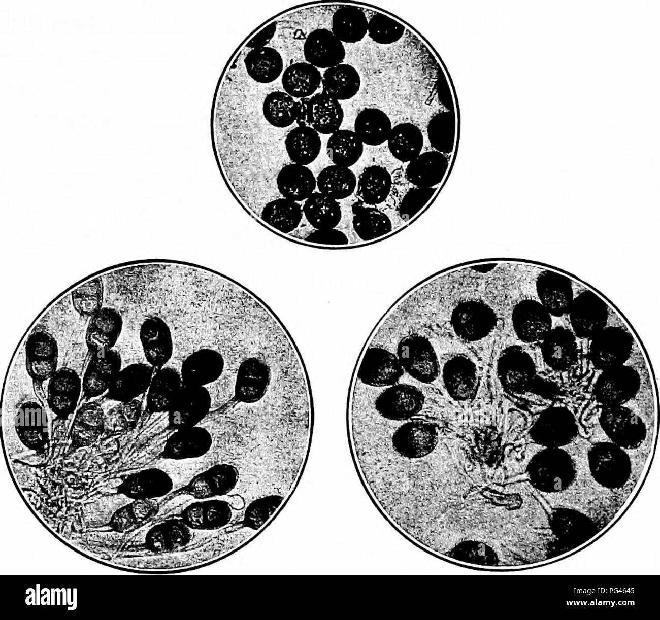 Pycnia hi-res stock photography and images - Alamy