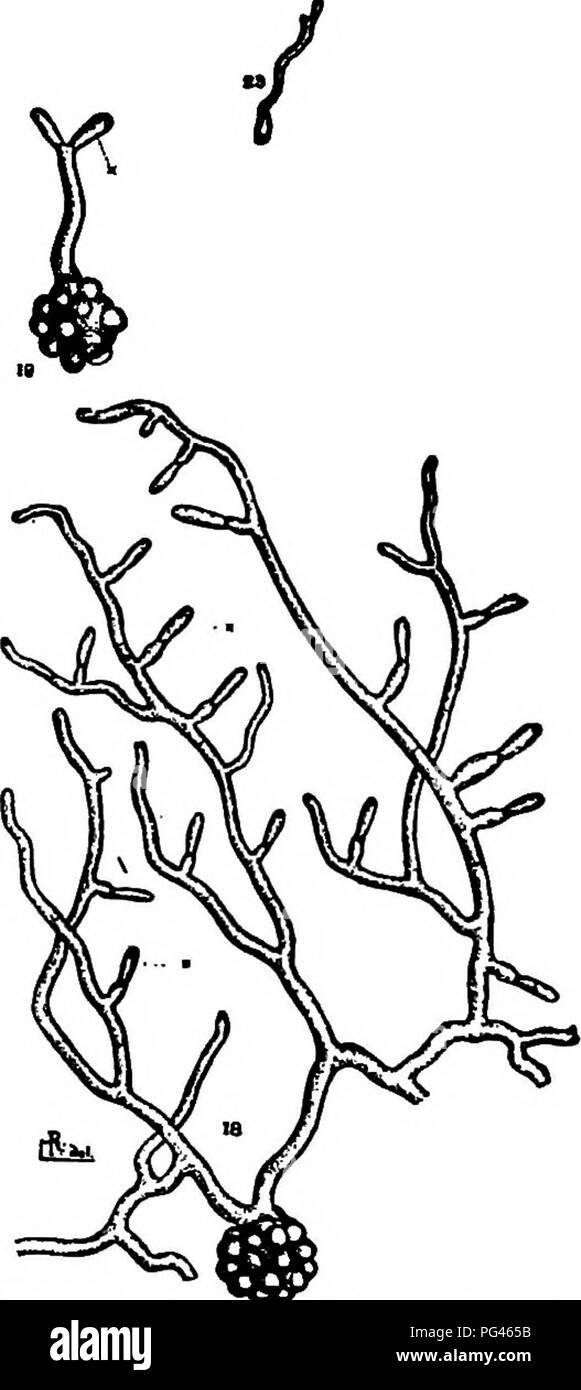 This work examines fungi responsible for plant diseases, focusing on ...