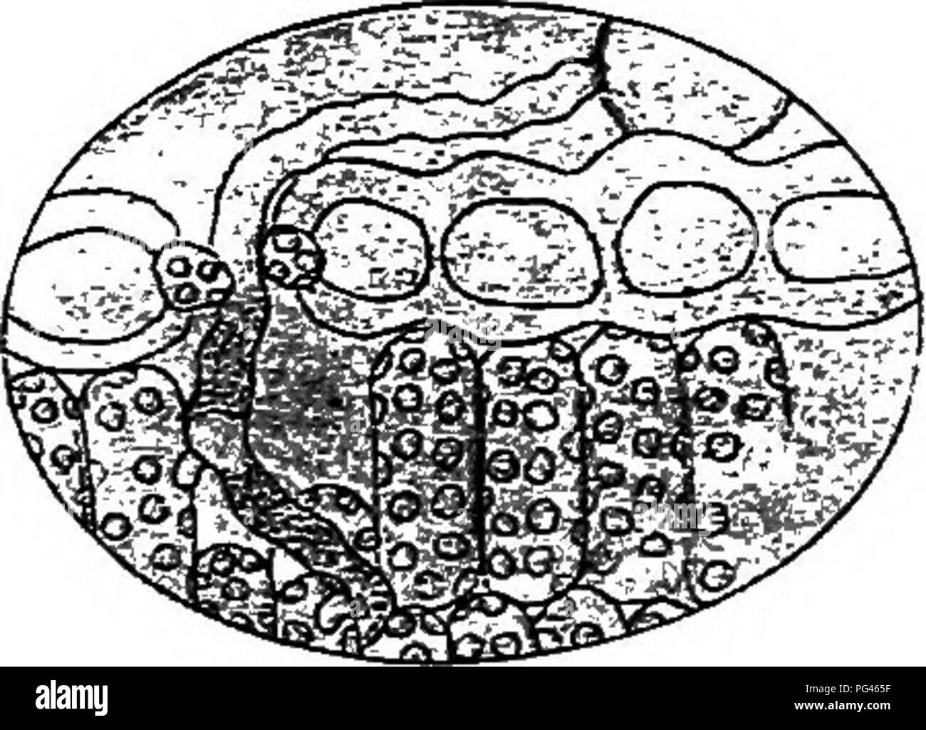 Tube fungus Black and White Stock Photos & Images - Alamy