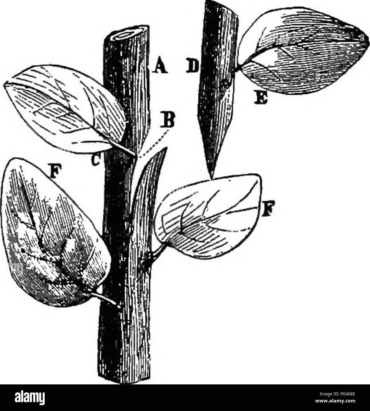 Methods Of Grafting High Resolution Stock Photography and Images - Alamy