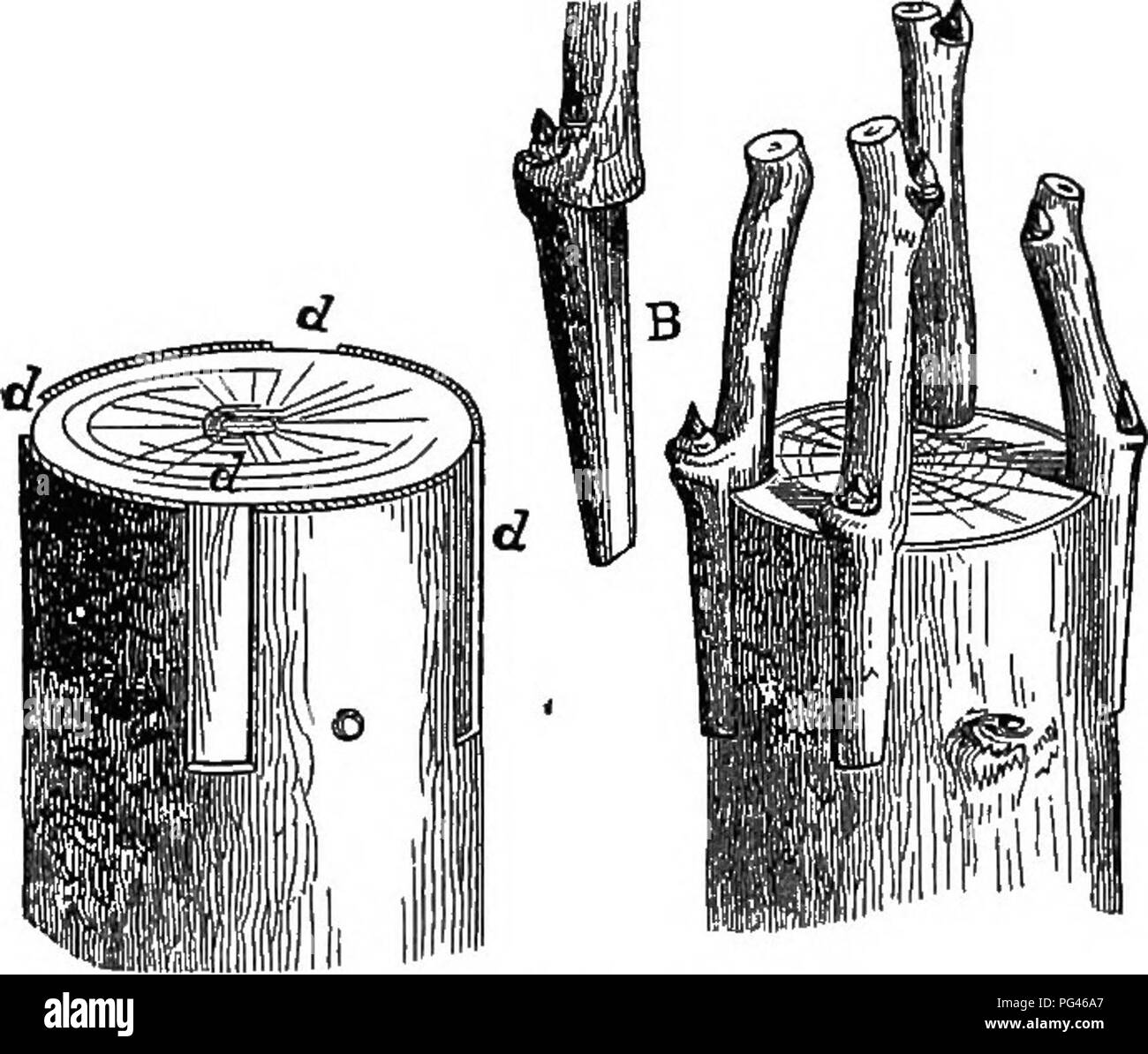 Methods of grafting hi-res stock photography and images - Alamy