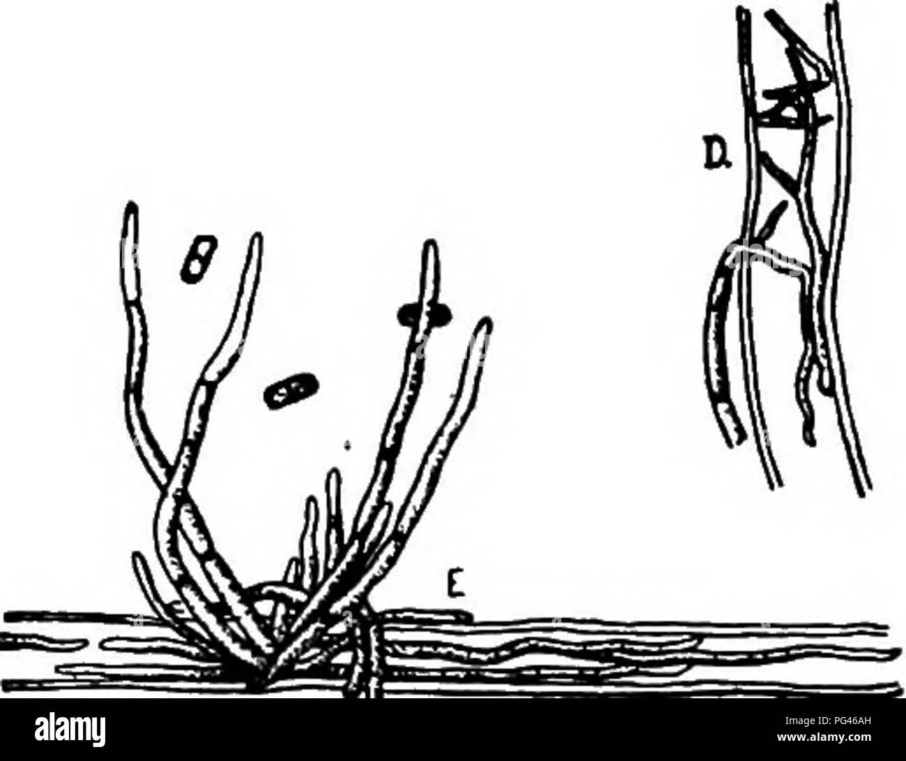 This title discusses the various fungi responsible for plant diseases ...