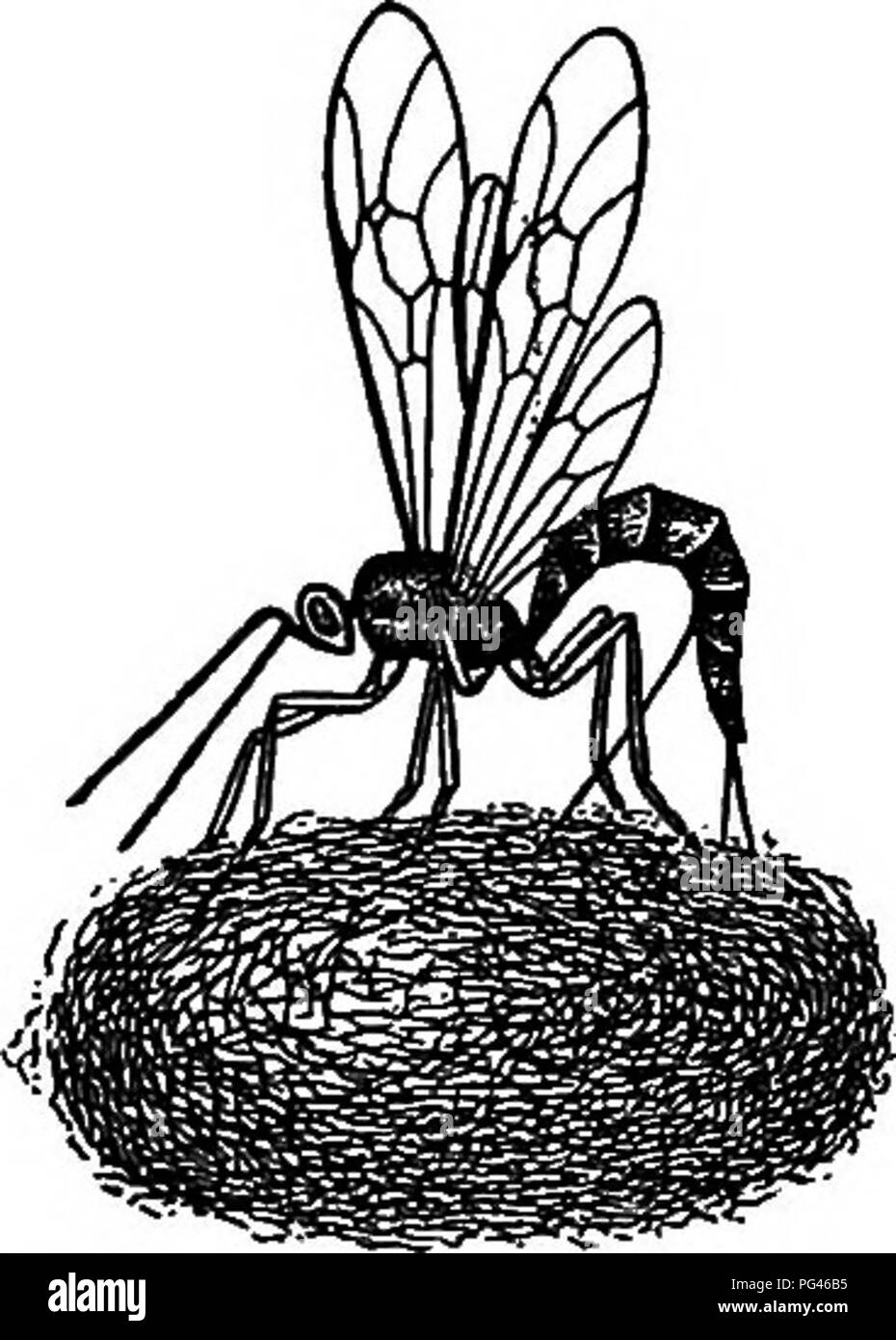 Four Winged Insect Black and White Stock Photos & Images - Alamy