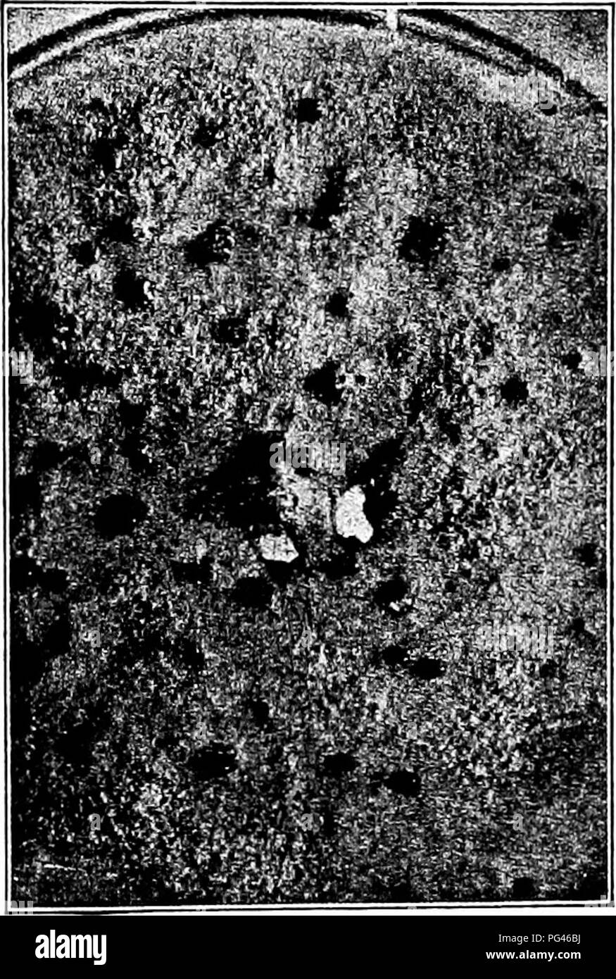 Mummified fruit hi-res stock photography and images - Alamy