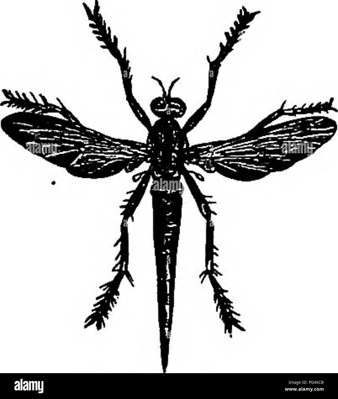 Assassin bug insect insects Black and White Stock Photos & Images - Alamy
