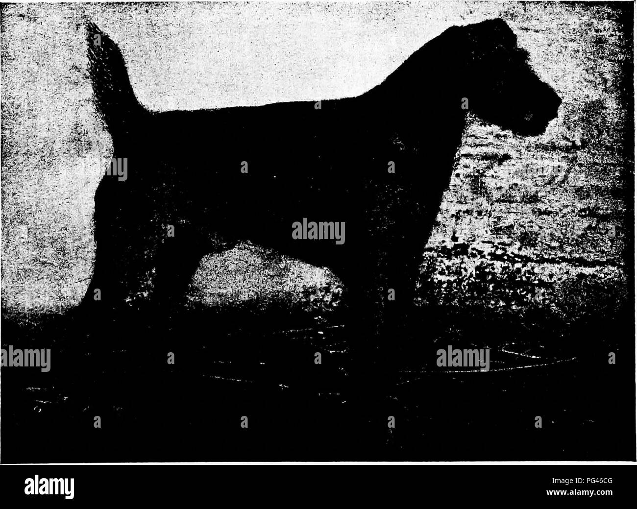 This book offers a comprehensive history of dogs, with practical advice ...