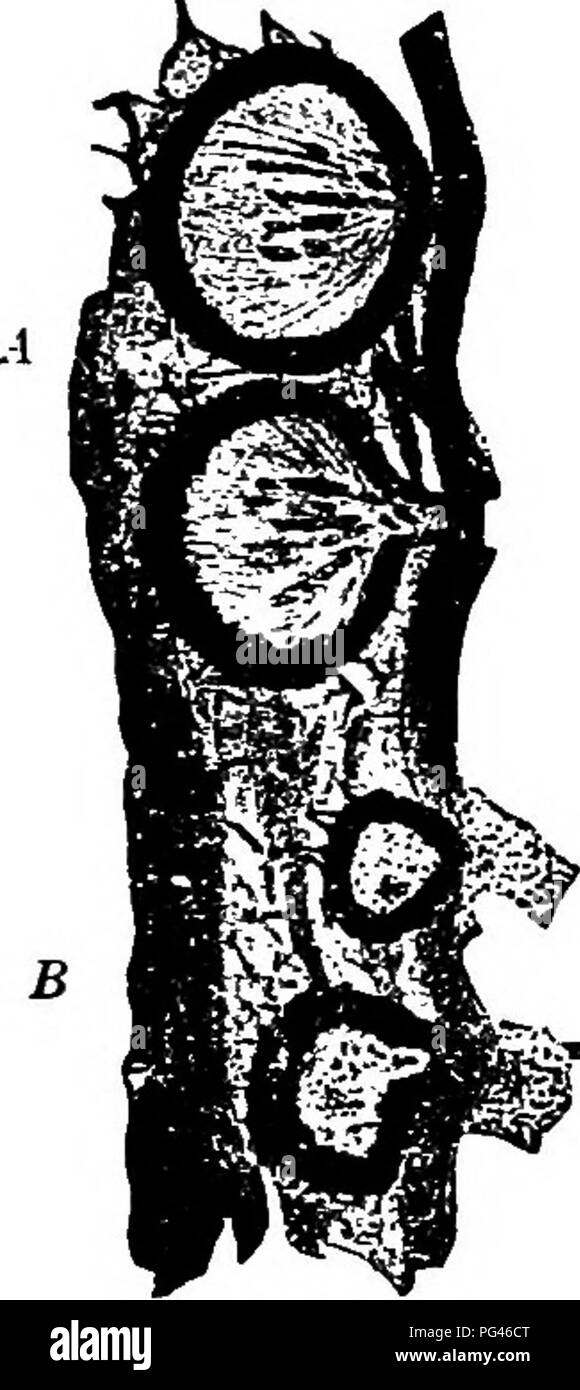 This work describes various fungi responsible for plant diseases ...