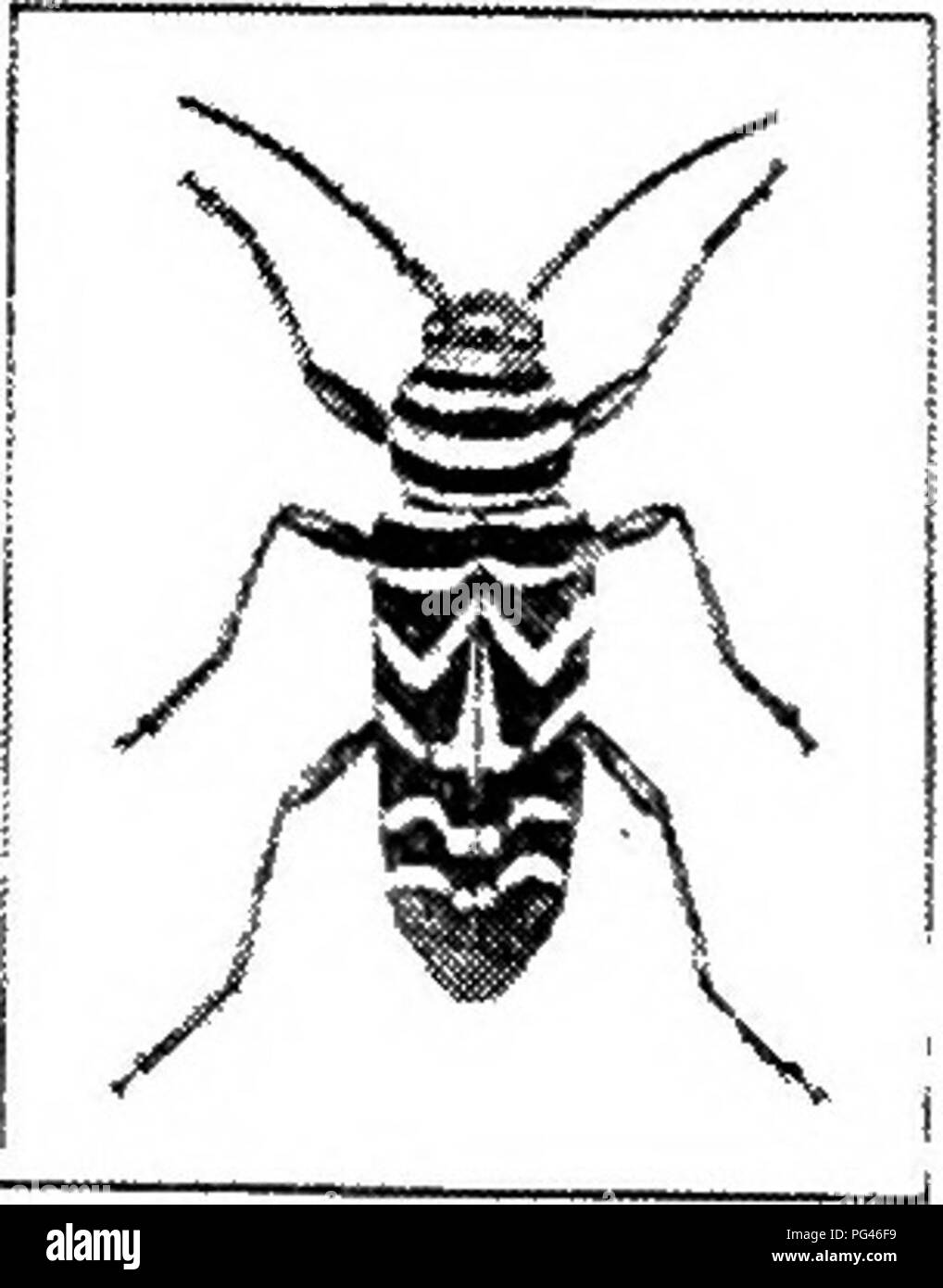 Tree borers hi-res stock photography and images - Alamy