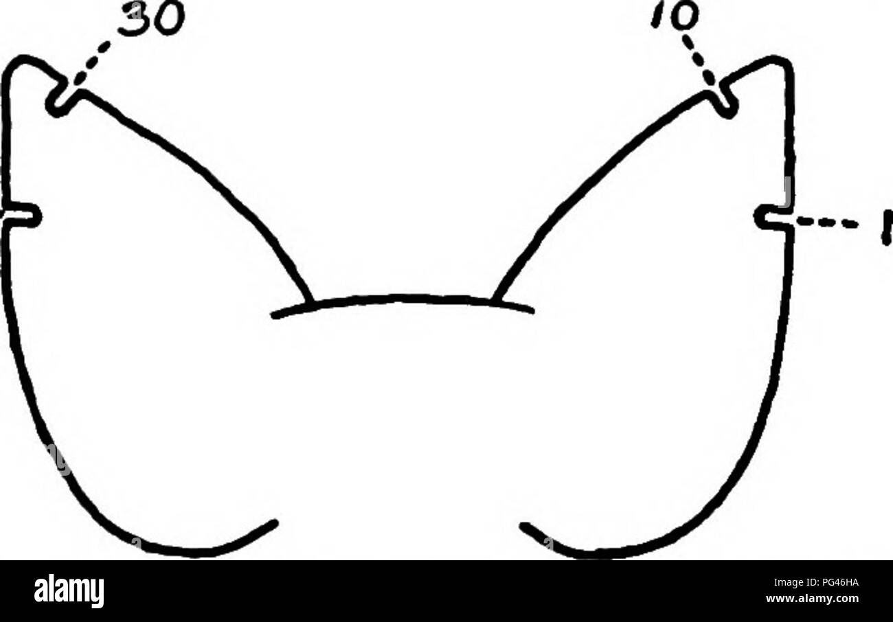 This text discusses various aspects of pork production, including ear ...