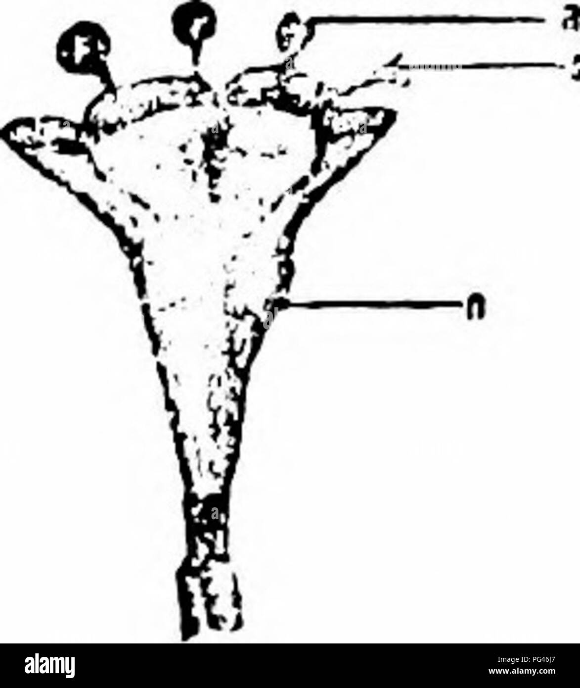 This handbook discusses the fertilization of flowers by insects ...