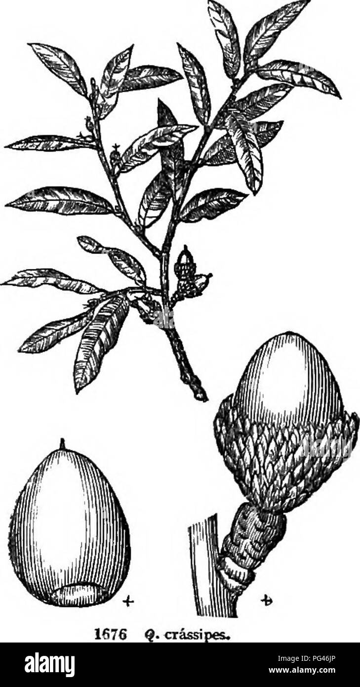 . Trees and shrubs : an abridgment of the Arboretum et fruticetum ...