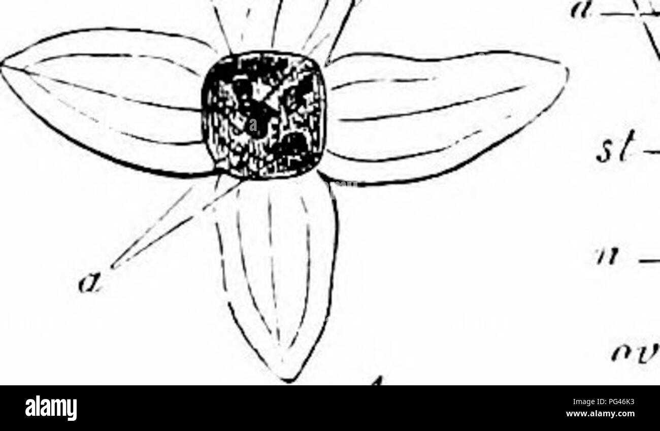 Cross pollination flower bee Black and White Stock Photos & Images - Alamy
