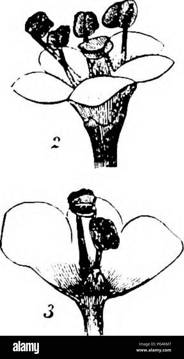 Protogyny hi-res stock photography and images - Alamy