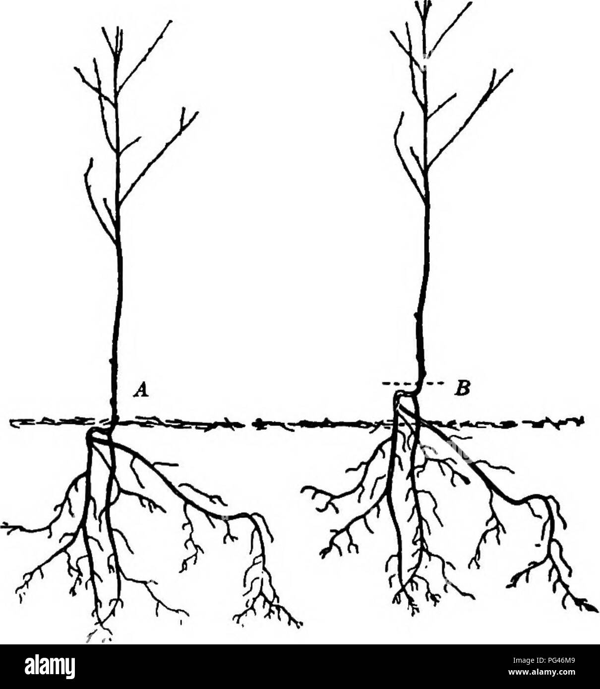 This book covers the essential principles of American forestry ...