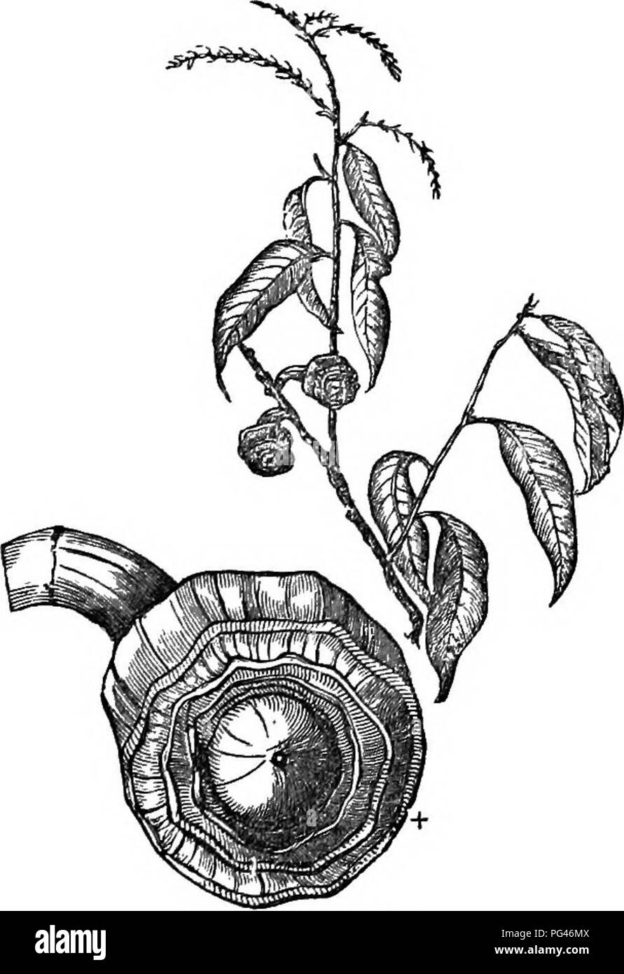 This image from 'Trees and Shrubs' by John Claudius Loudon displays the ...