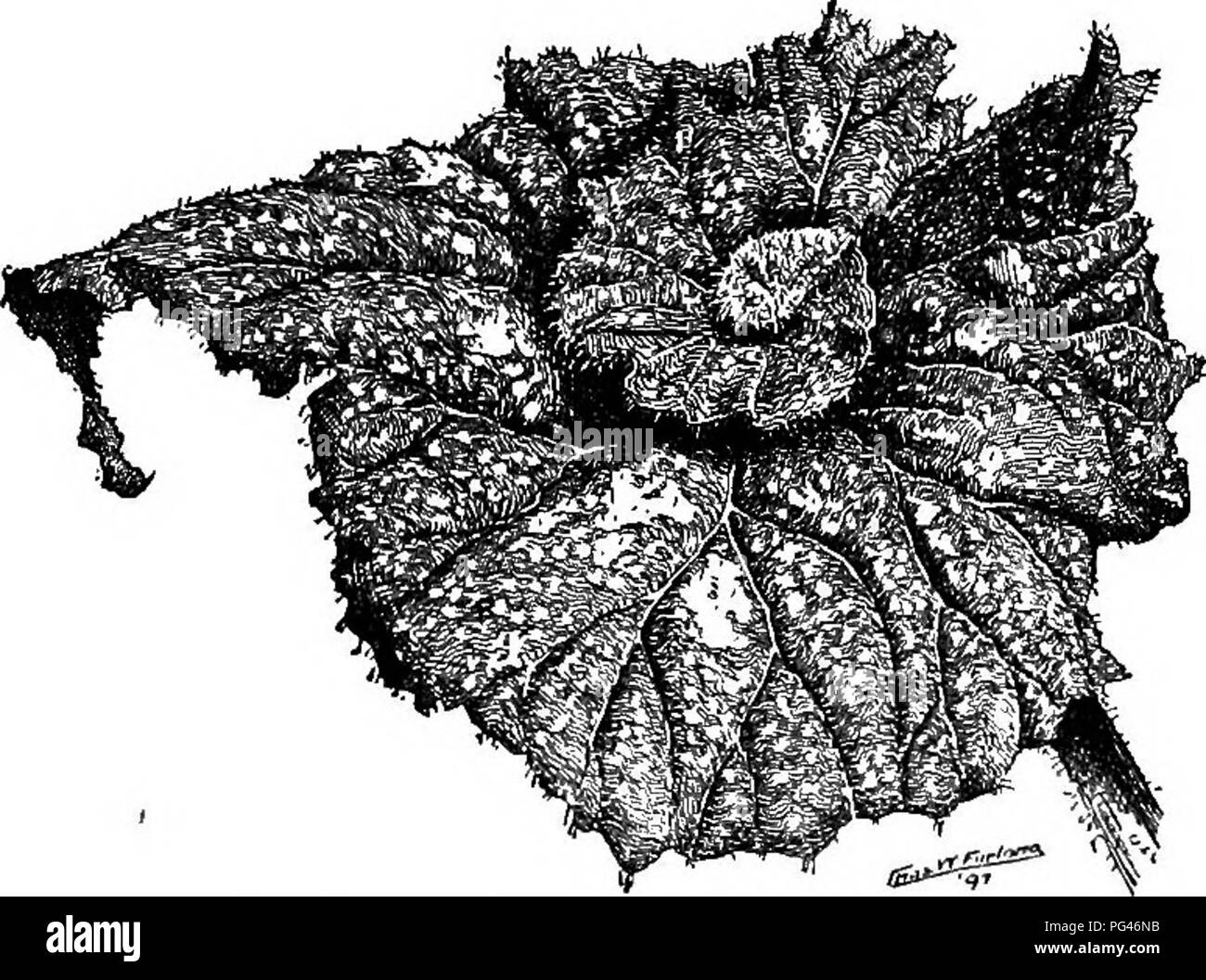 As well as an ornamental plant Black and White Stock Photos & Images ...