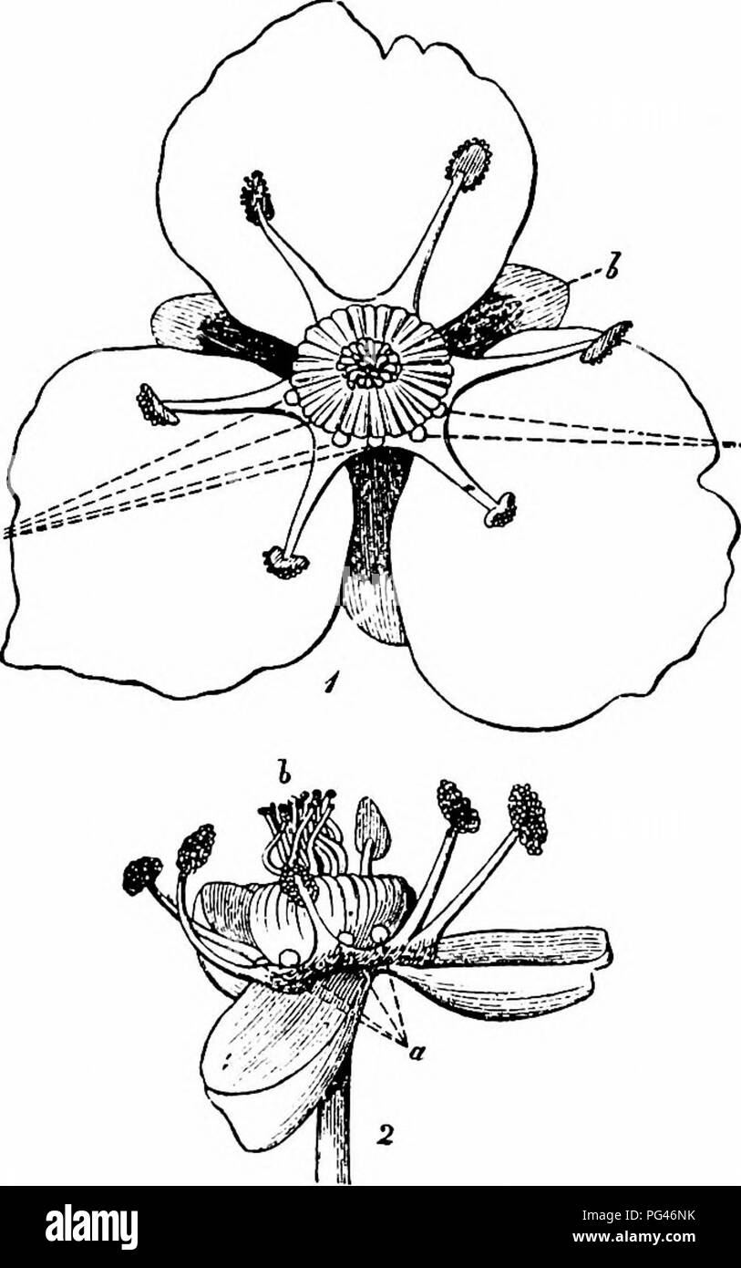 Wind pollination Black and White Stock Photos & Images - Alamy