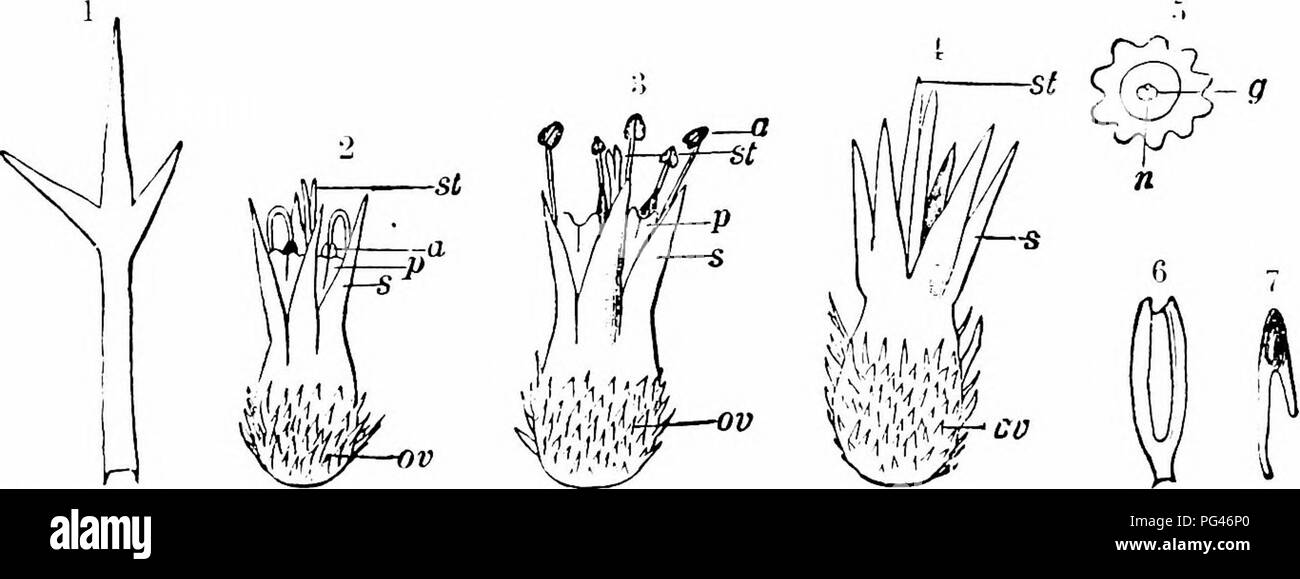 . Handbook of flower pollination : based upon Hermann Mu?ller's work ...