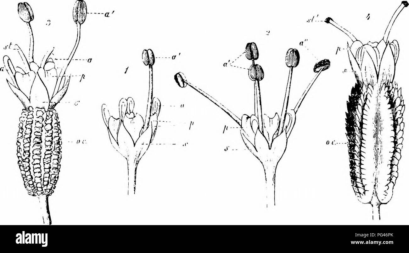This handbook covers the process of flower pollination, based on ...