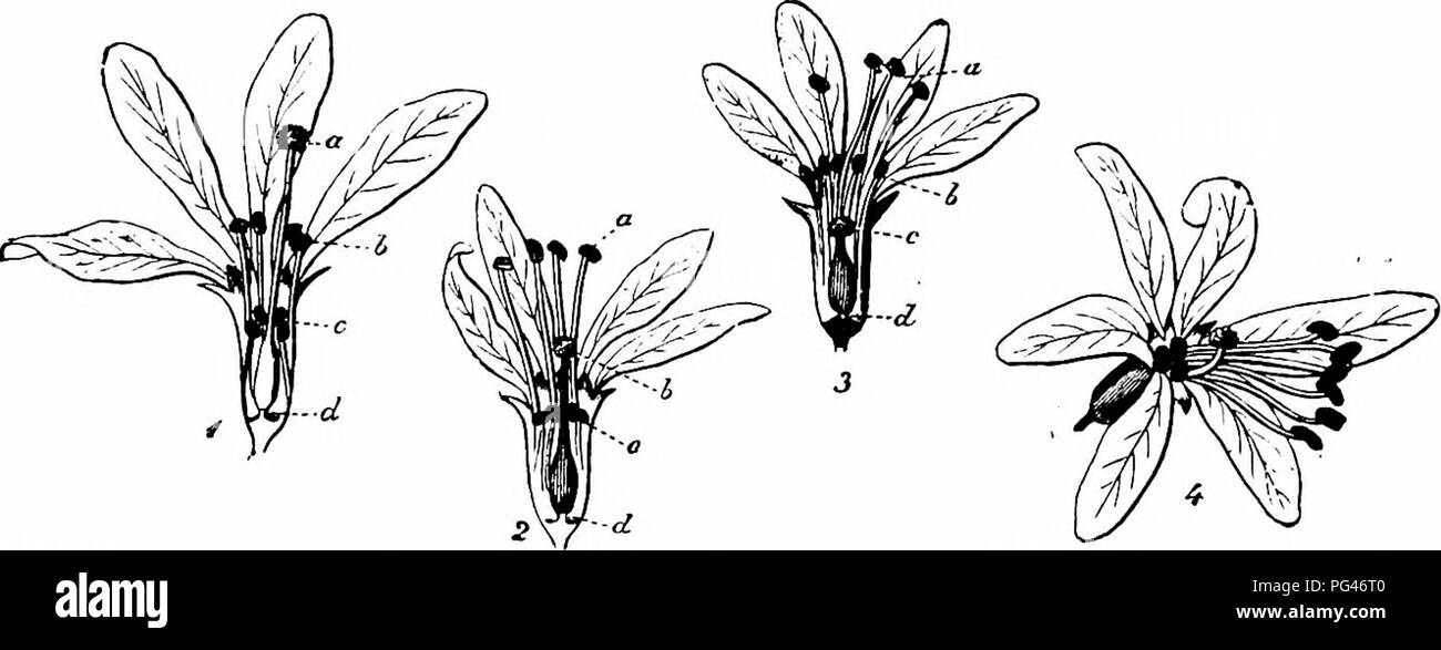 This handbook, based on Hermann Müller's work, covers the fertilization ...