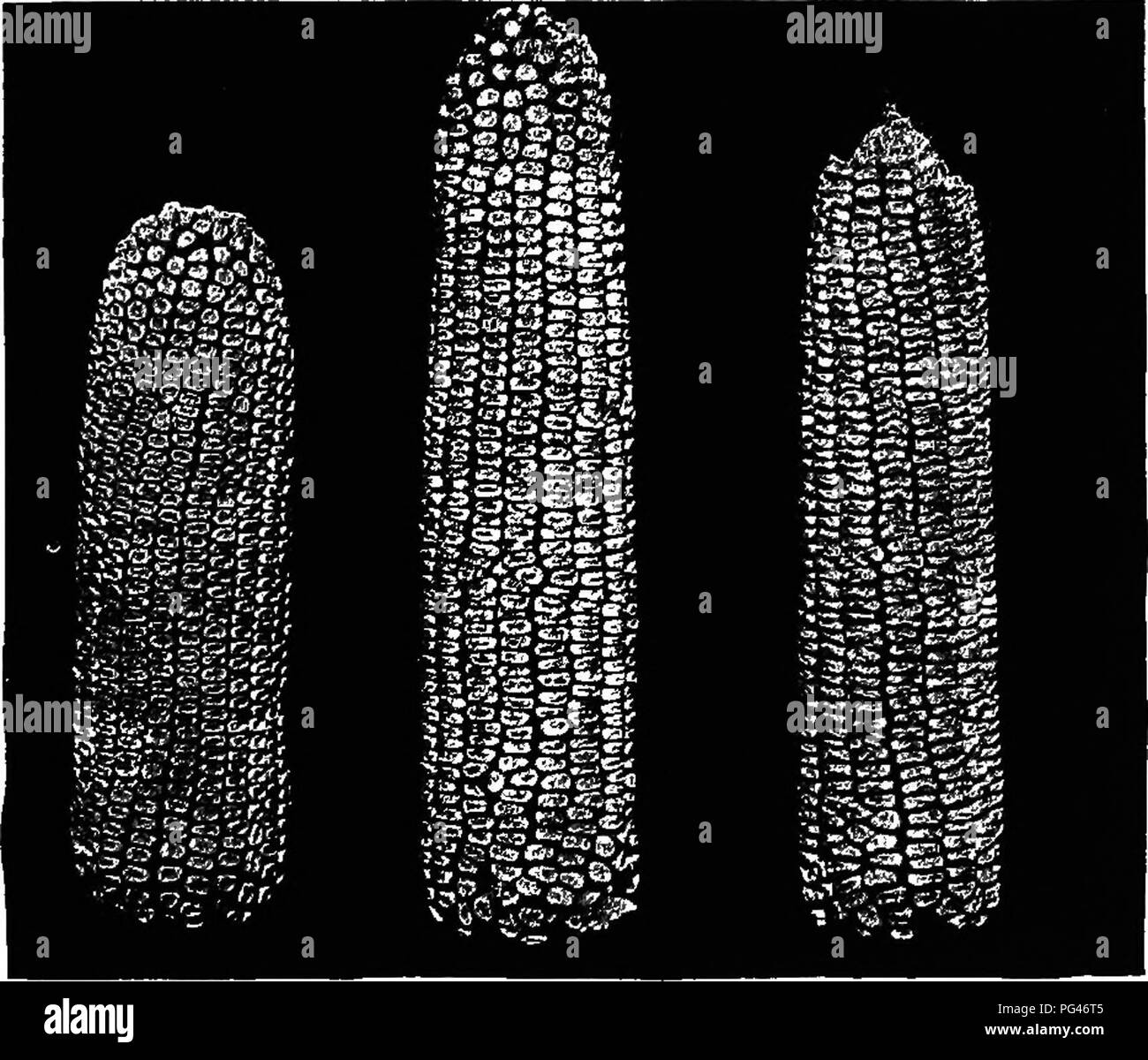 This comprehensive guide explores the culture, marketing, and diverse ...