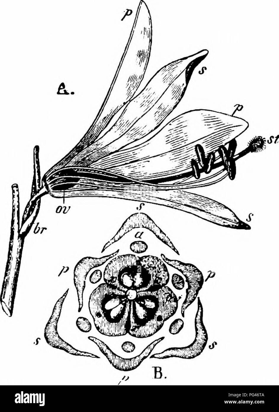 This work serves as a guide to flower pollination, detailing insect ...
